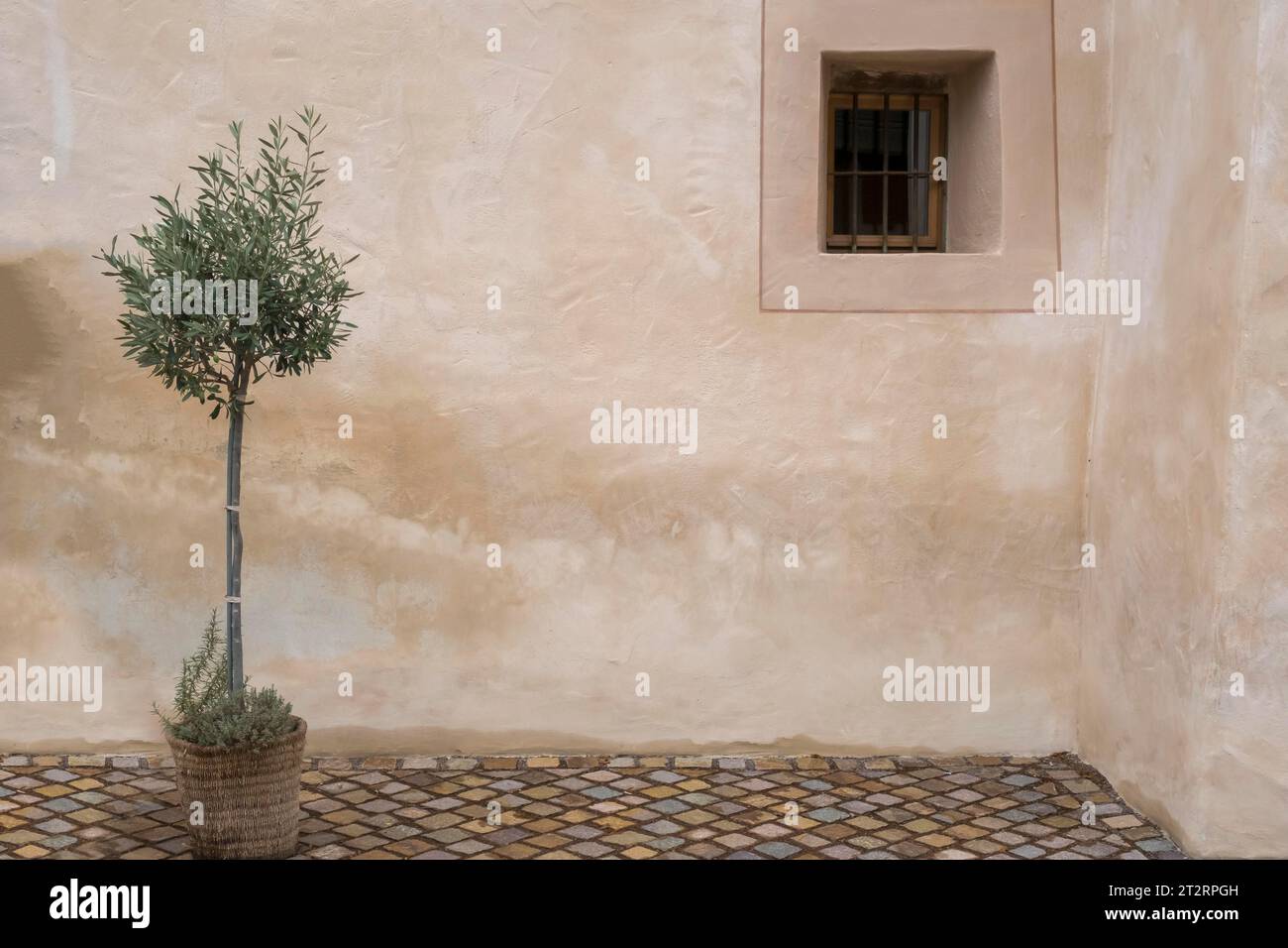 Olive tree in front of yellow house facade, barred small window ...