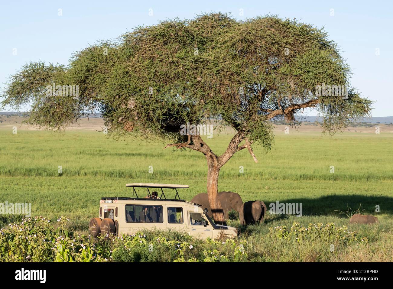 African elephants (Loxodonta africana) with safari vehicle Taranagire ...