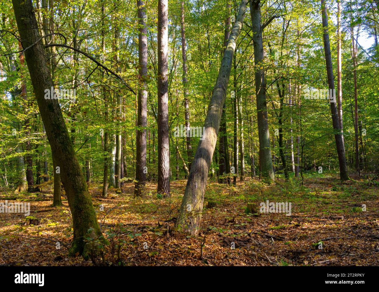 Mixed forest in autumn, Tegeler Forst, Berlin, Germany Stock Photo - Alamy