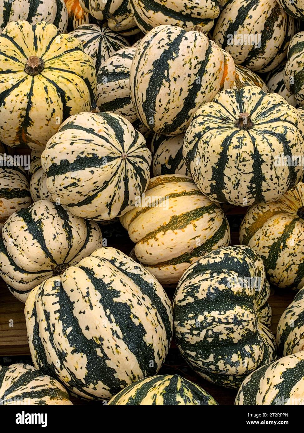 Specialty winter squash hi-res stock photography and images - Alamy