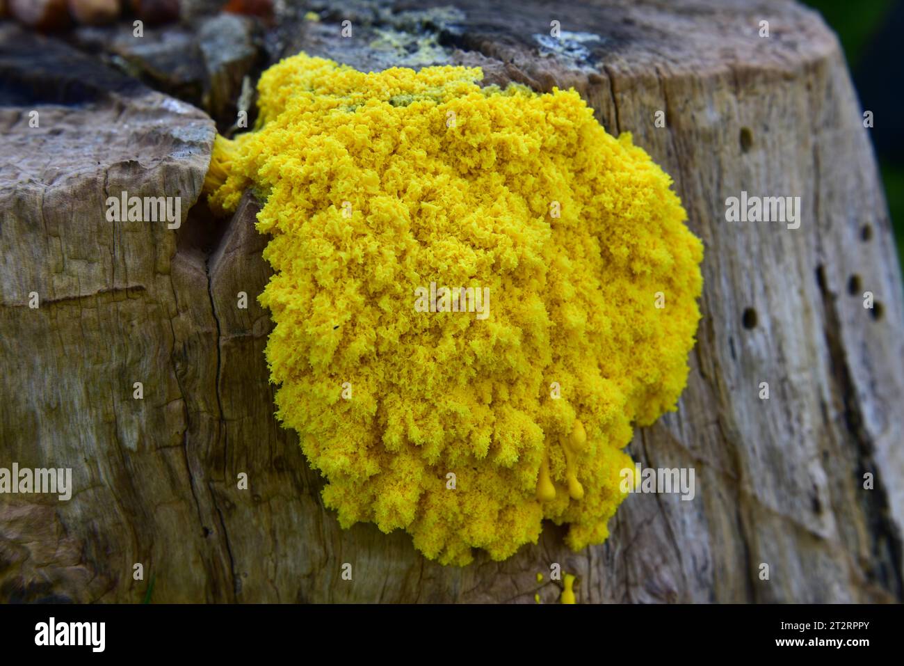 Yellow tan flower, witch butter, slime mould on tree stump Stock Photo ...