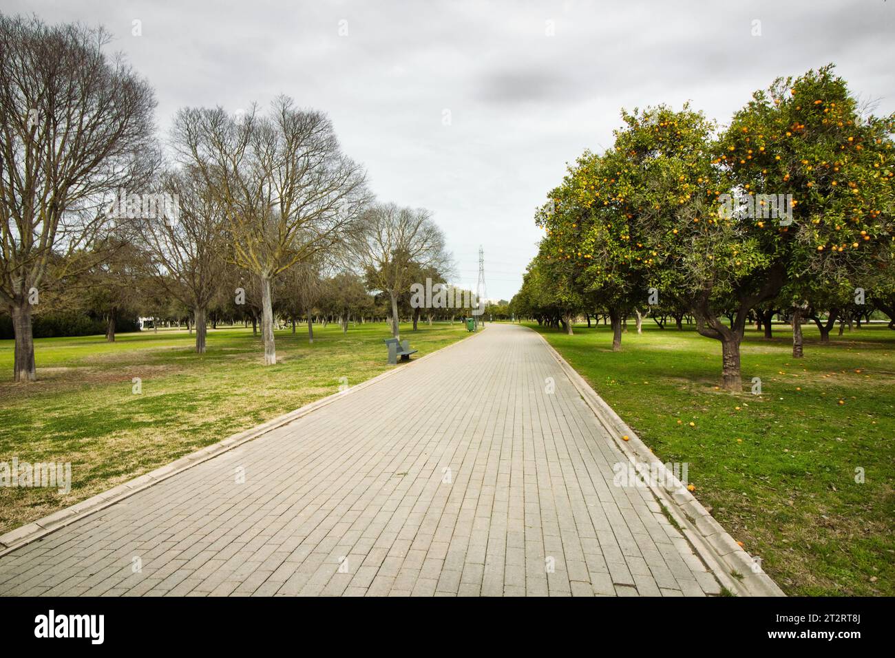 A long brick path running through a public park with trees and green ...