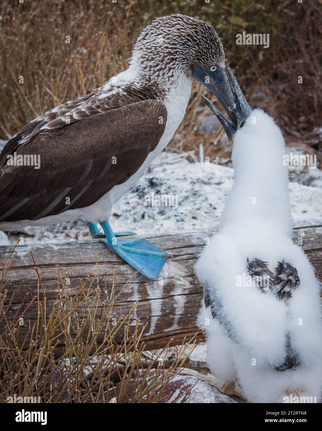 Blue footed booby (sula nebouxii) feeding chick in Floreana Island ...