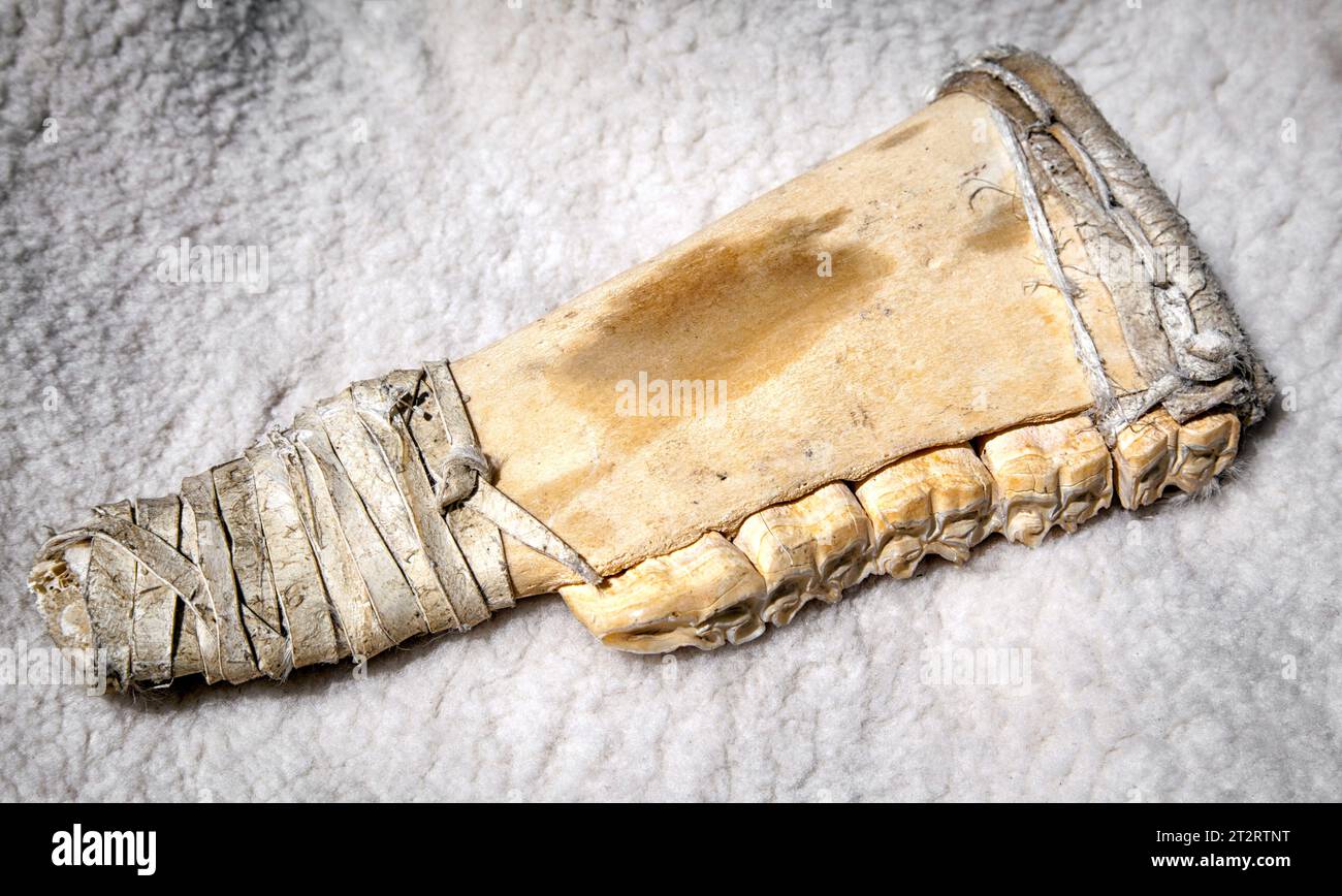 Historical bone tool. Tooth shaped awl Stock Photo - Alamy