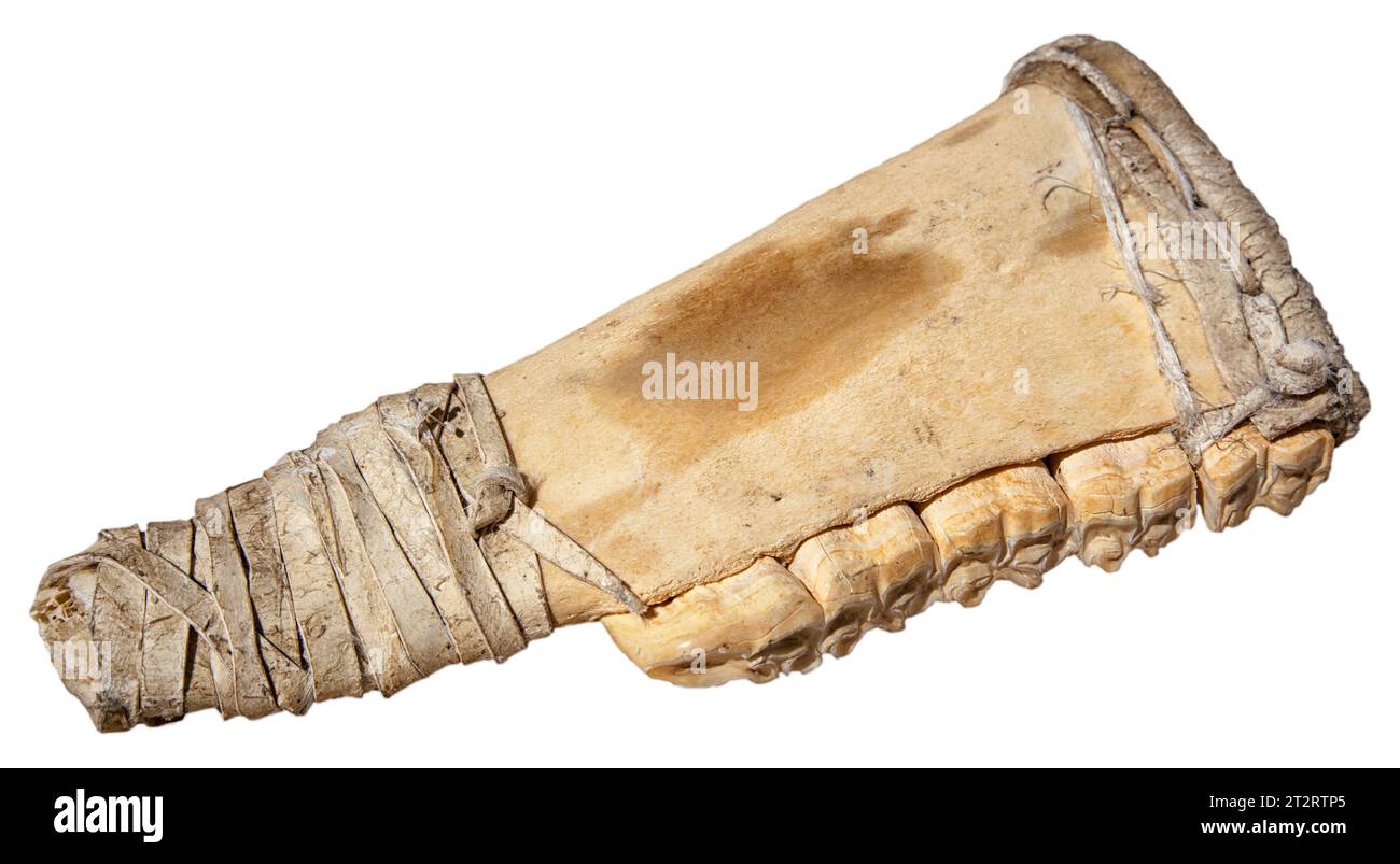Isolated historical bone tool. Tooth shaped awl Stock Photo - Alamy