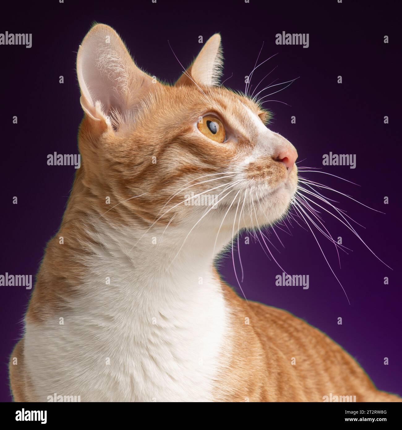Shocked expression and cat hi-res stock photography and images - Alamy