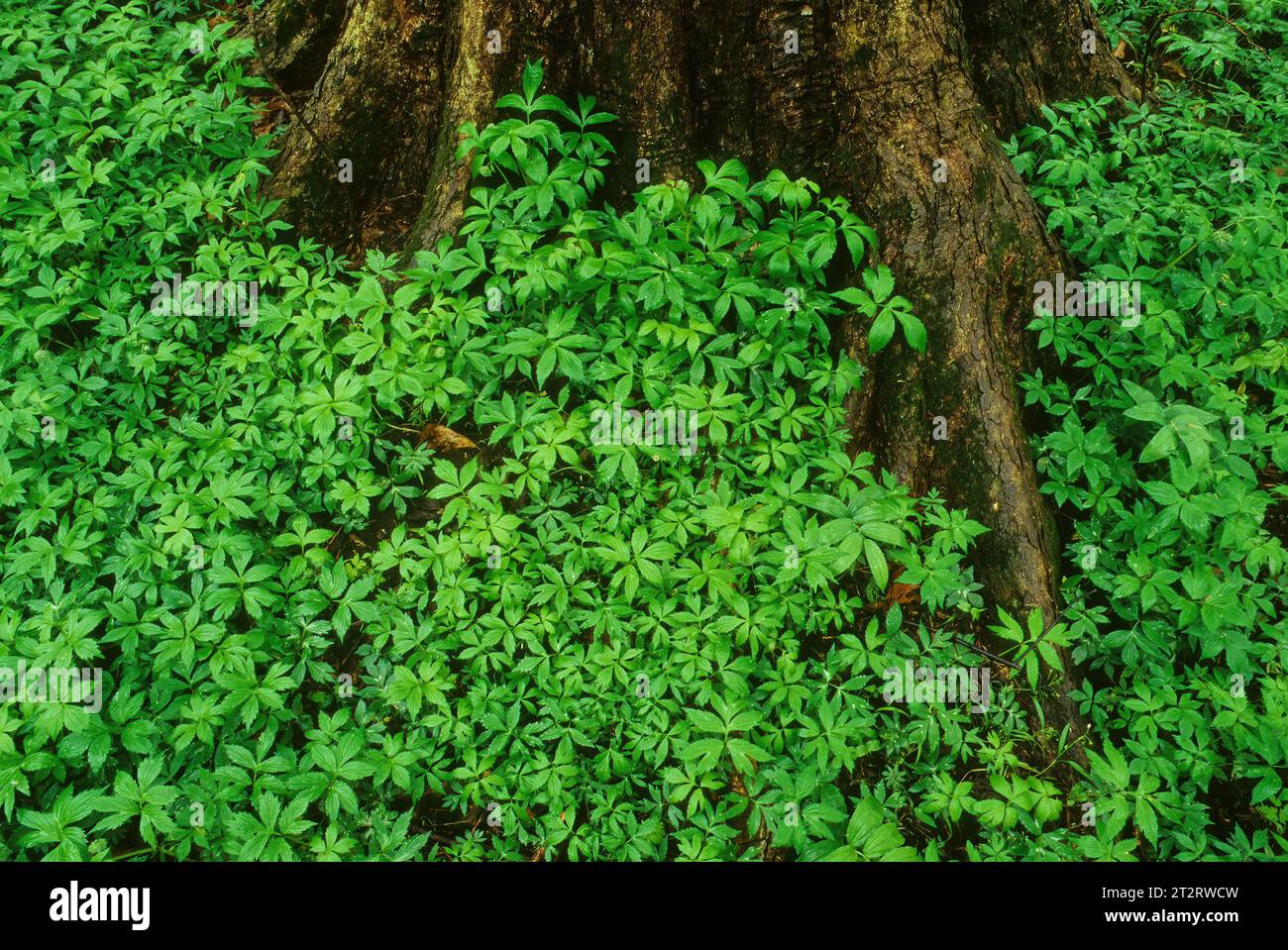 Ephemeal hi-res stock photography and images - Alamy