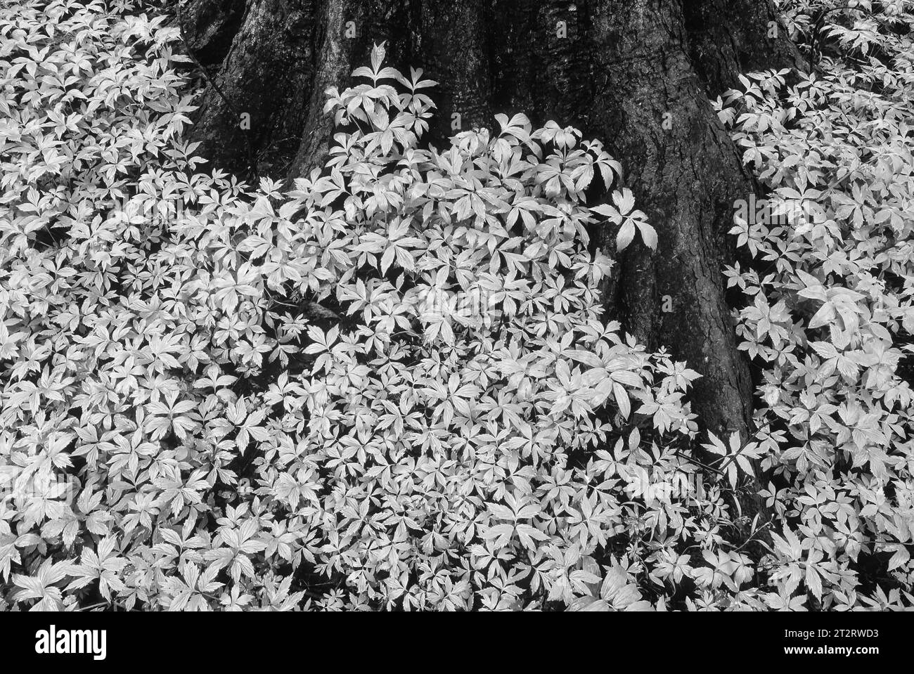 Virginia Waterleaf surrounds a tree trunk at O'Hara Woods, Nature ...