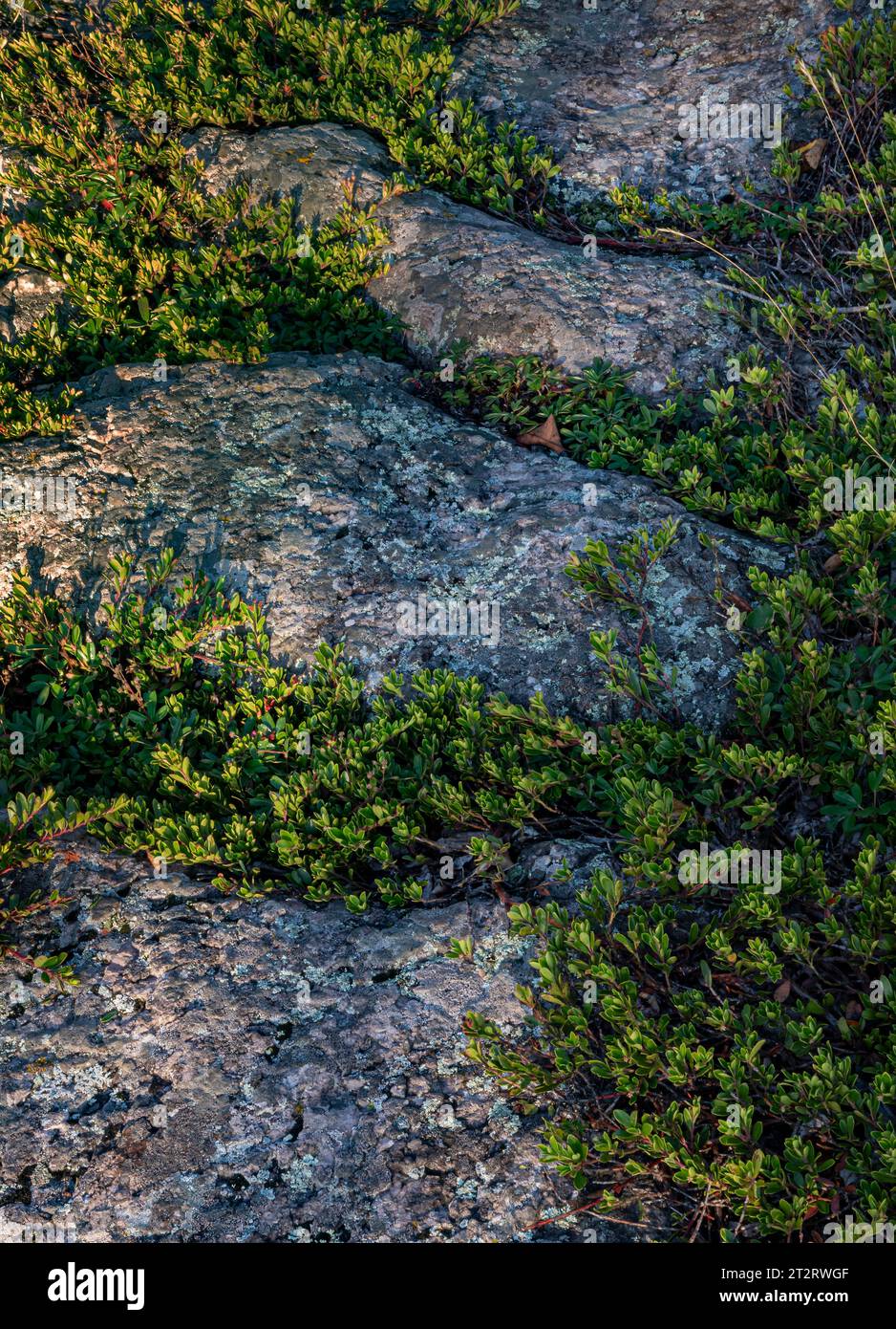 Blueberry fills the low areas between lichen covered cliff top rock at ...