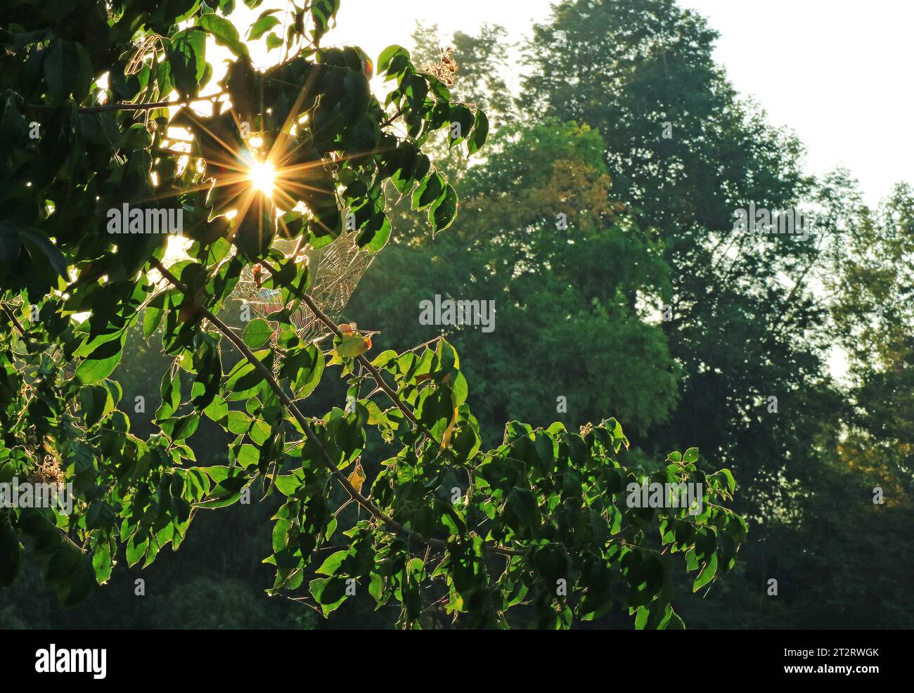 Shining ray hi-res stock photography and images - Alamy