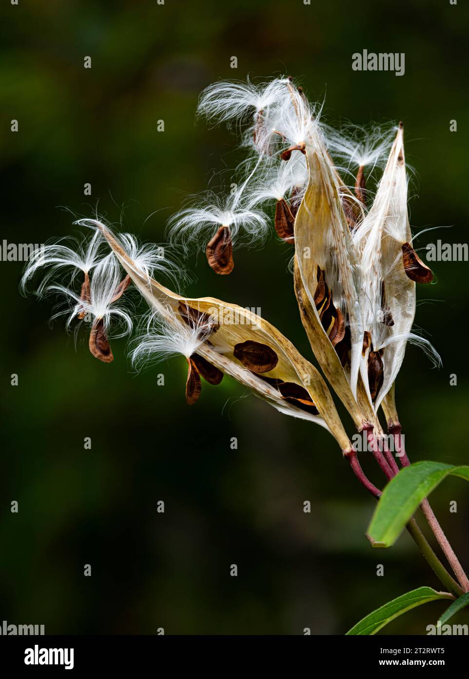 Milkweed seedpod hi-res stock photography and images - Alamy