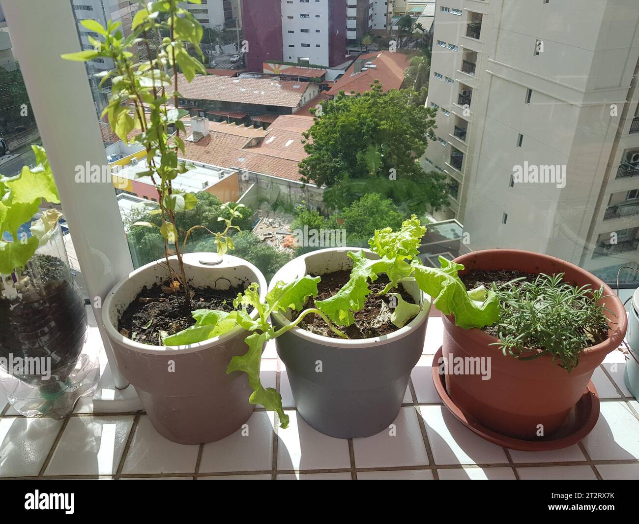 vegetable garden planted in balcony apartment in Fortaleza brazil Stock ...