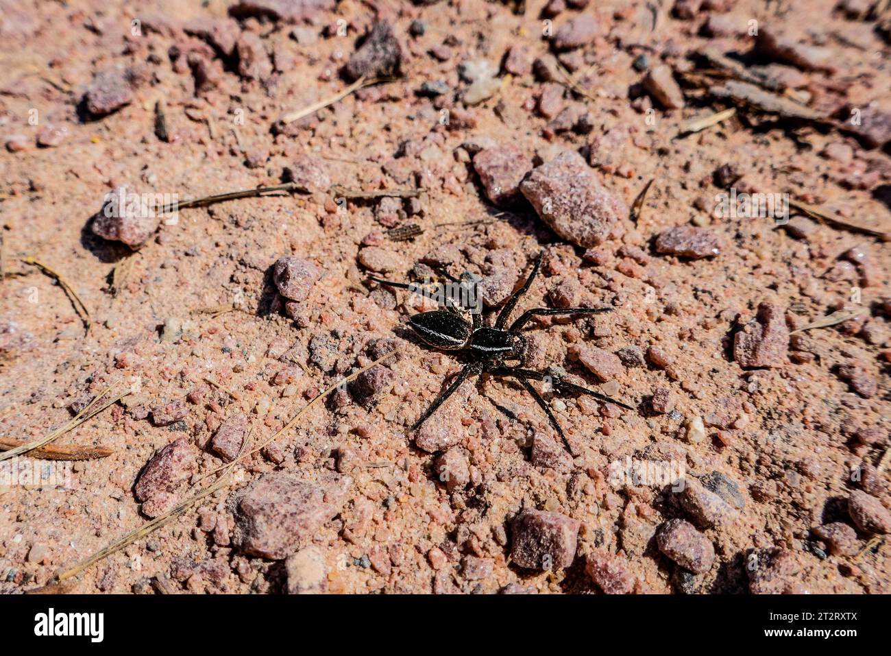 Fishing spider, raft spider (Dolomedes fimbriatus, female). This north ...
