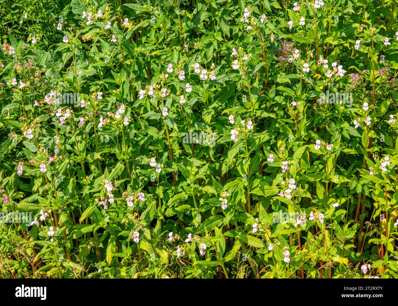 Plants that live in limestone outcrops: calciphil (lime-loving crop ...