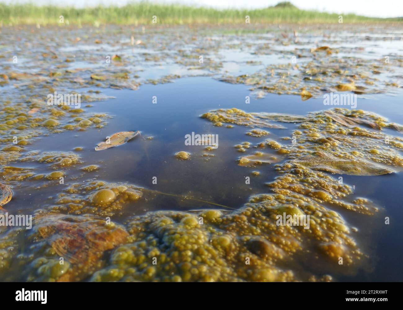 Filamentous alga Pond scum (Spirogyra) as indicator of eutrophication ...
