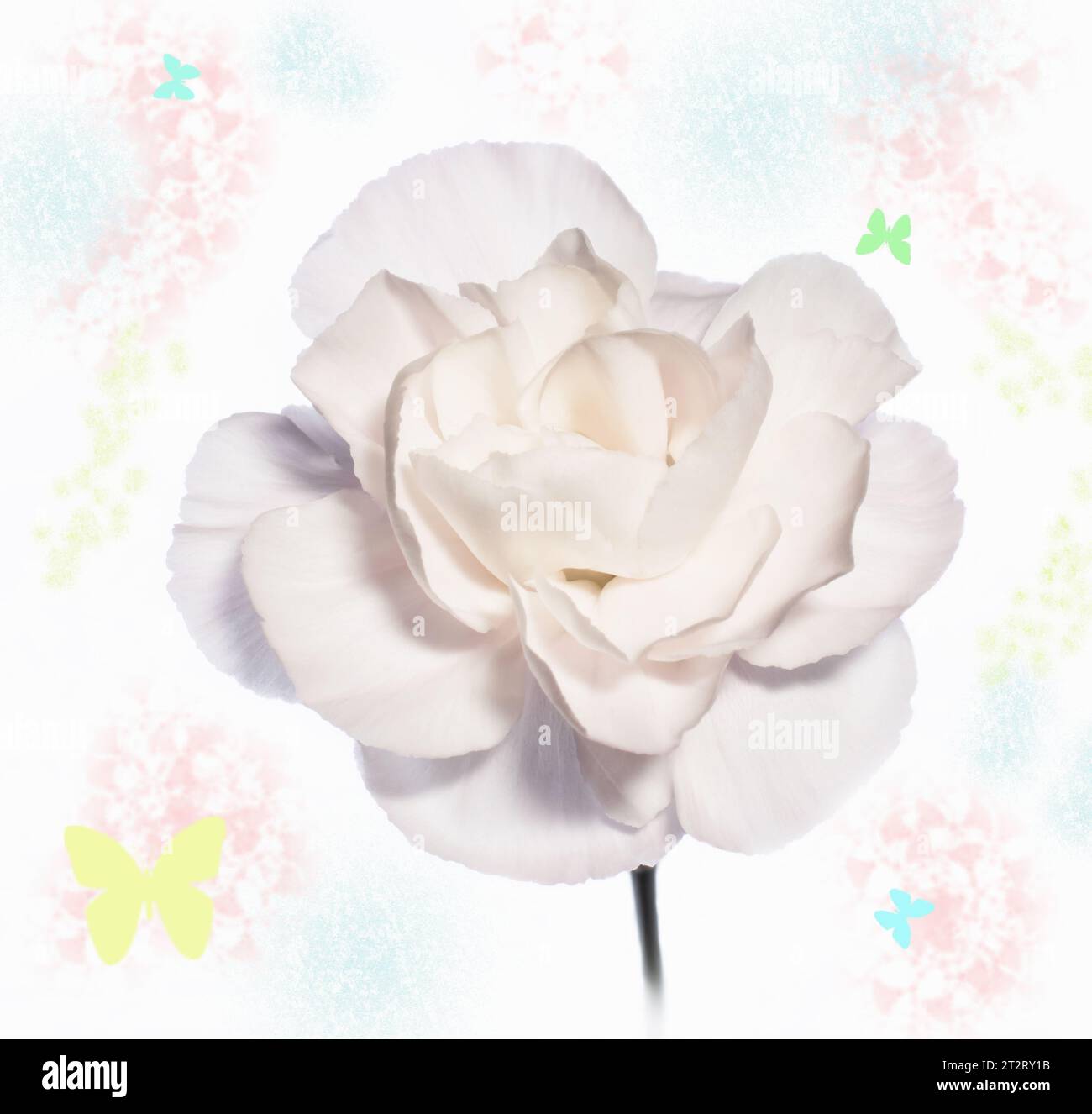 Carnation and butterfly hi-res stock photography and images - Alamy