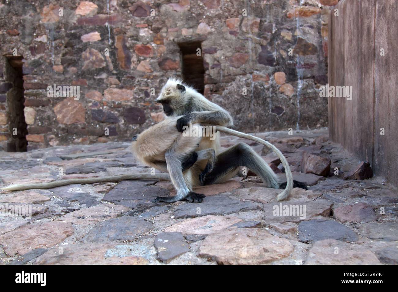 From the life of Langur monkeys (Black-shanked douc (Semnopithecus ...