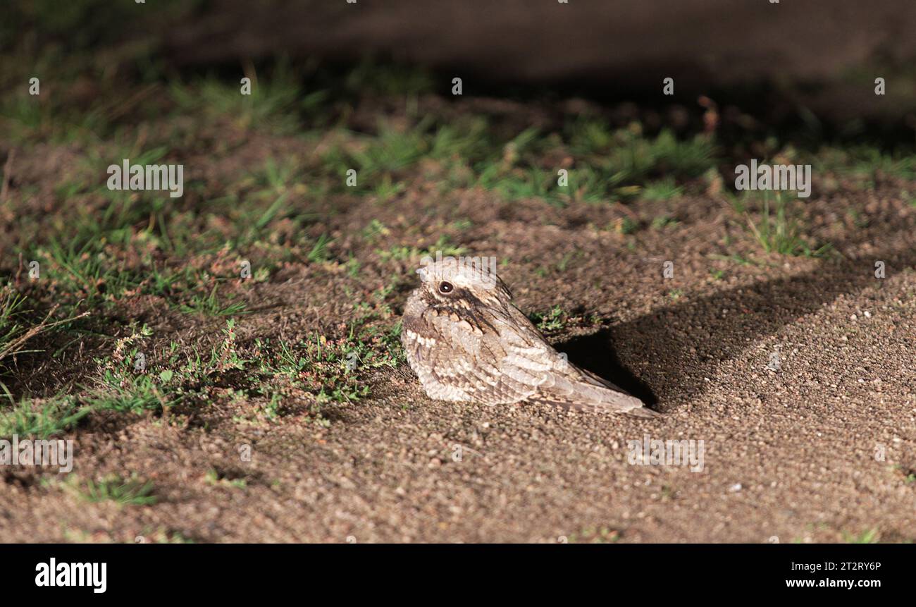 fern owl (Caprimulgus europaeus) at night, it froze in the ...