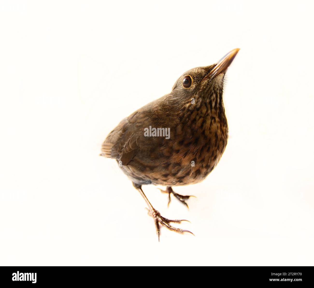 A young dark female blackbird (Turdus merula). Isolated on white ...