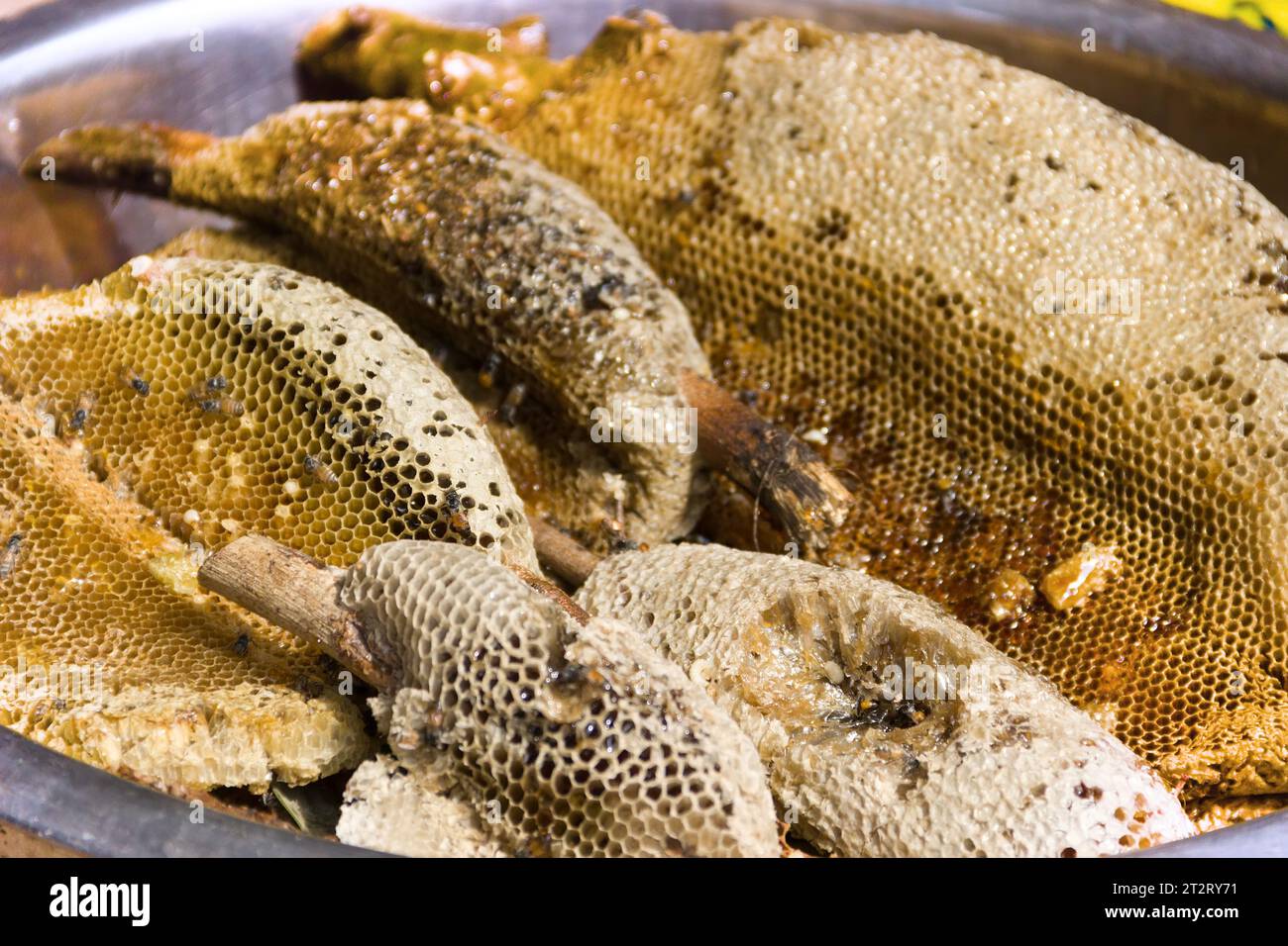Honeycombs of wild bees (Indian great bee (Apis dorsata)) full of honey ...