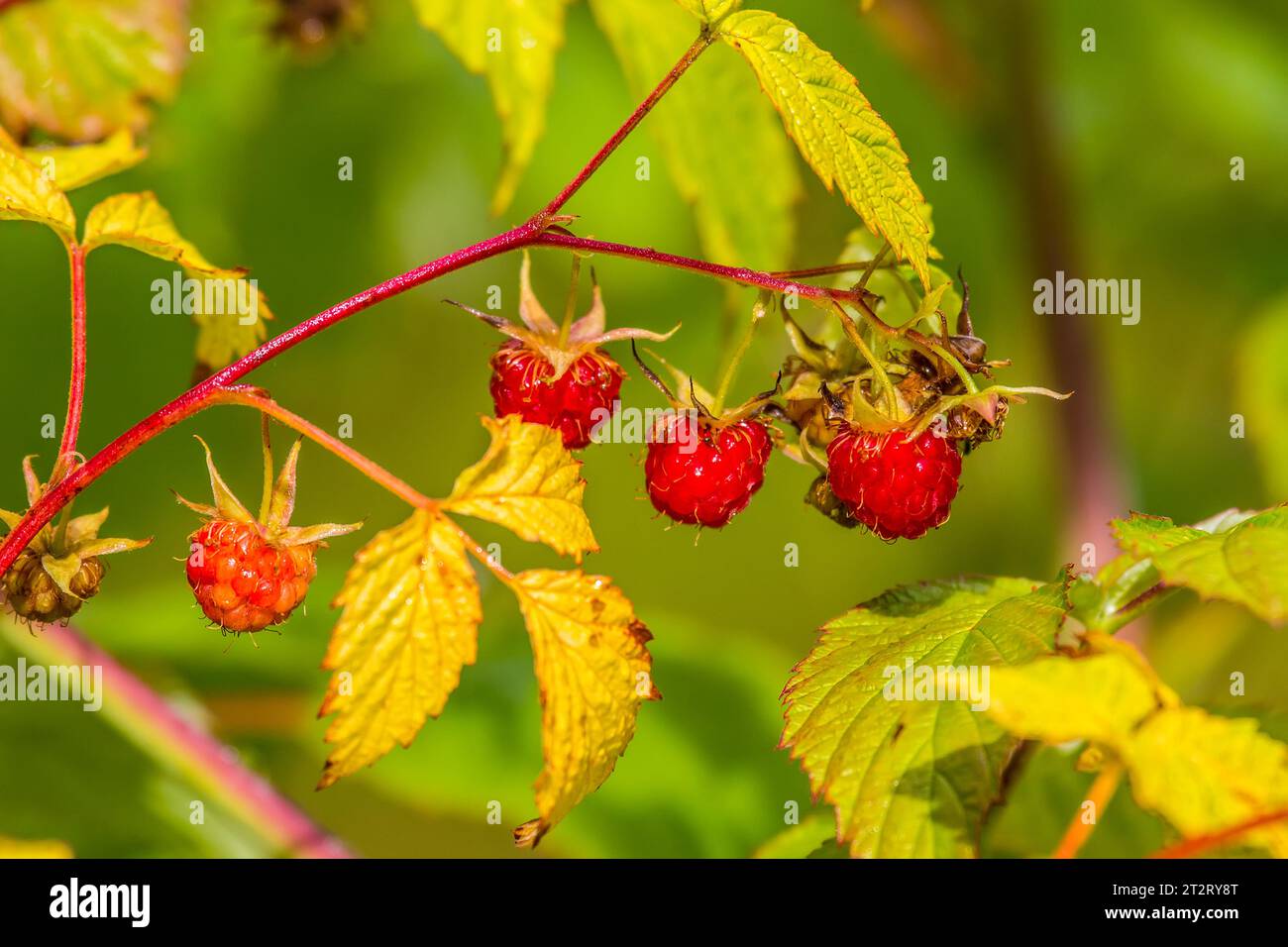 Overripe forest wild raspberry. August Stock Photo - Alamy