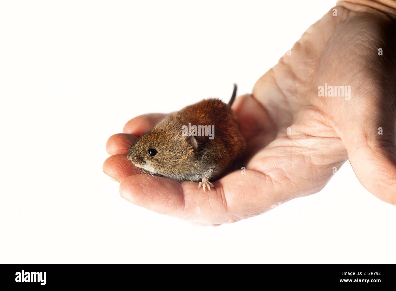 Human rodent relationship hi-res stock photography and images - Alamy