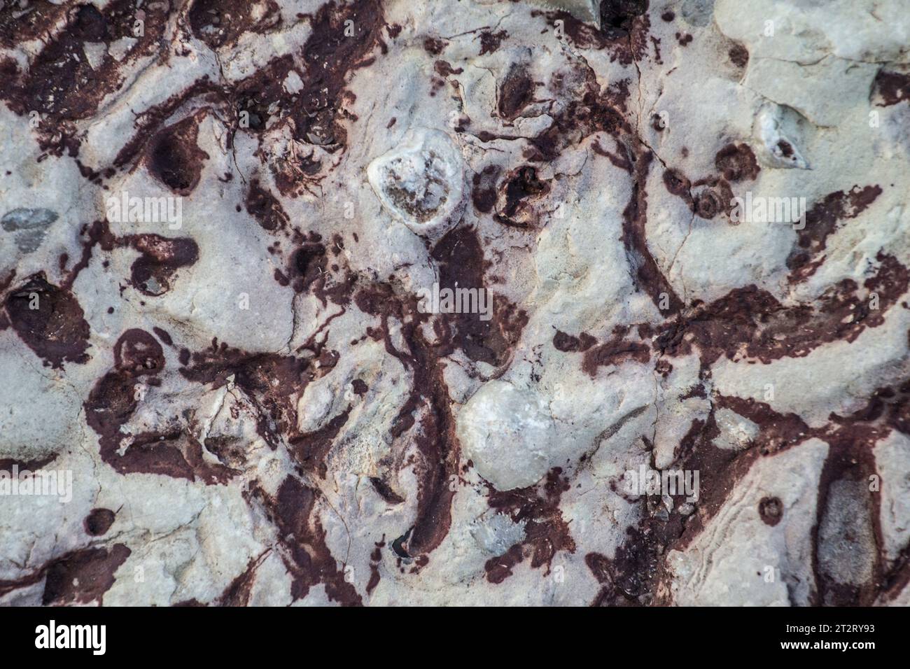 Fossil, ichnofossil - paleontological study, natural history ...