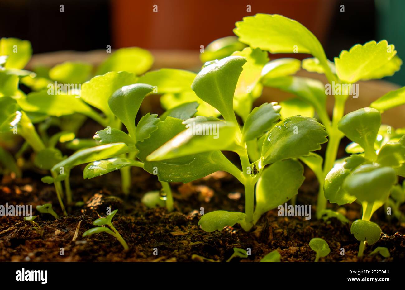 New hope forest hi-res stock photography and images - Alamy