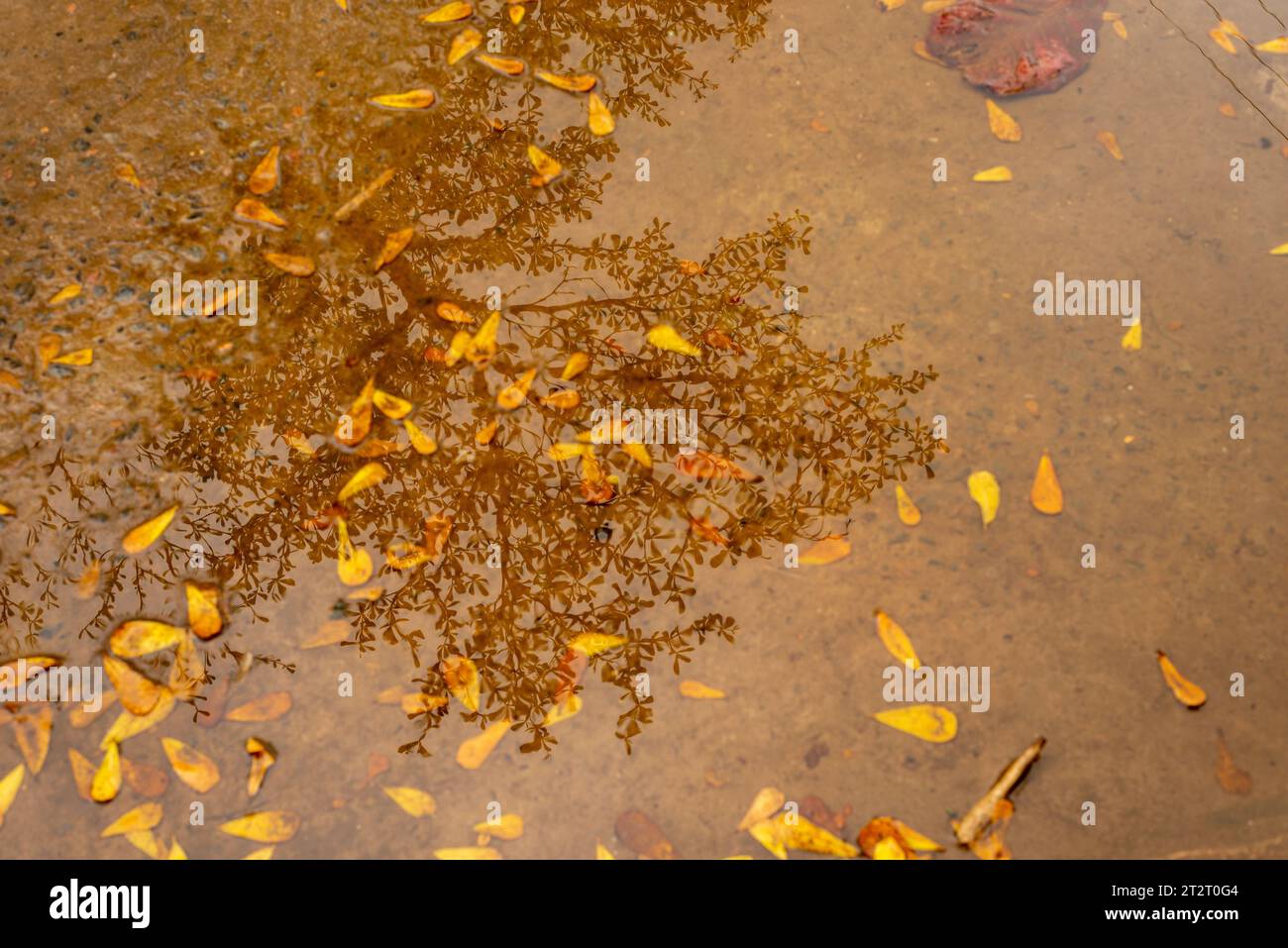 Wet brown puddle texture hi-res stock photography and images - Alamy