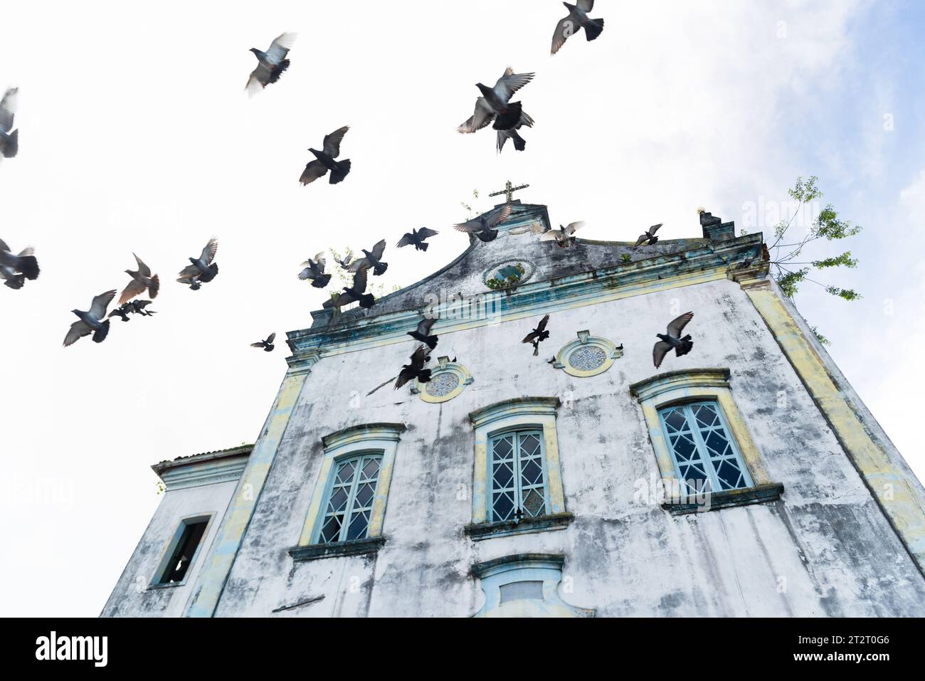Several pigeons flying in front of a church. Wild animals and disease ...