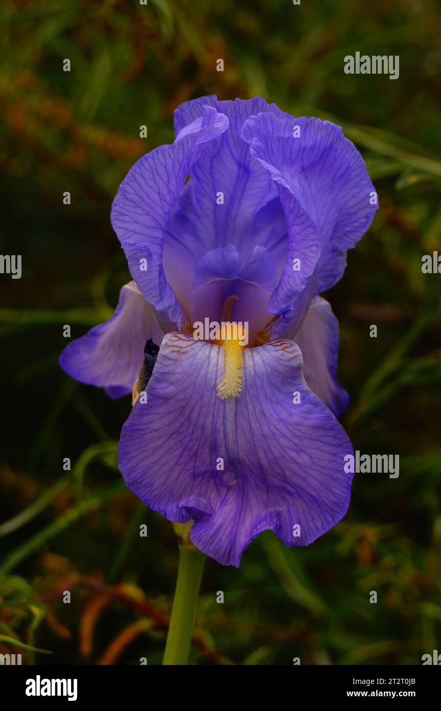 Blossom of a blue iris, also called bearded iris or German iris Stock ...