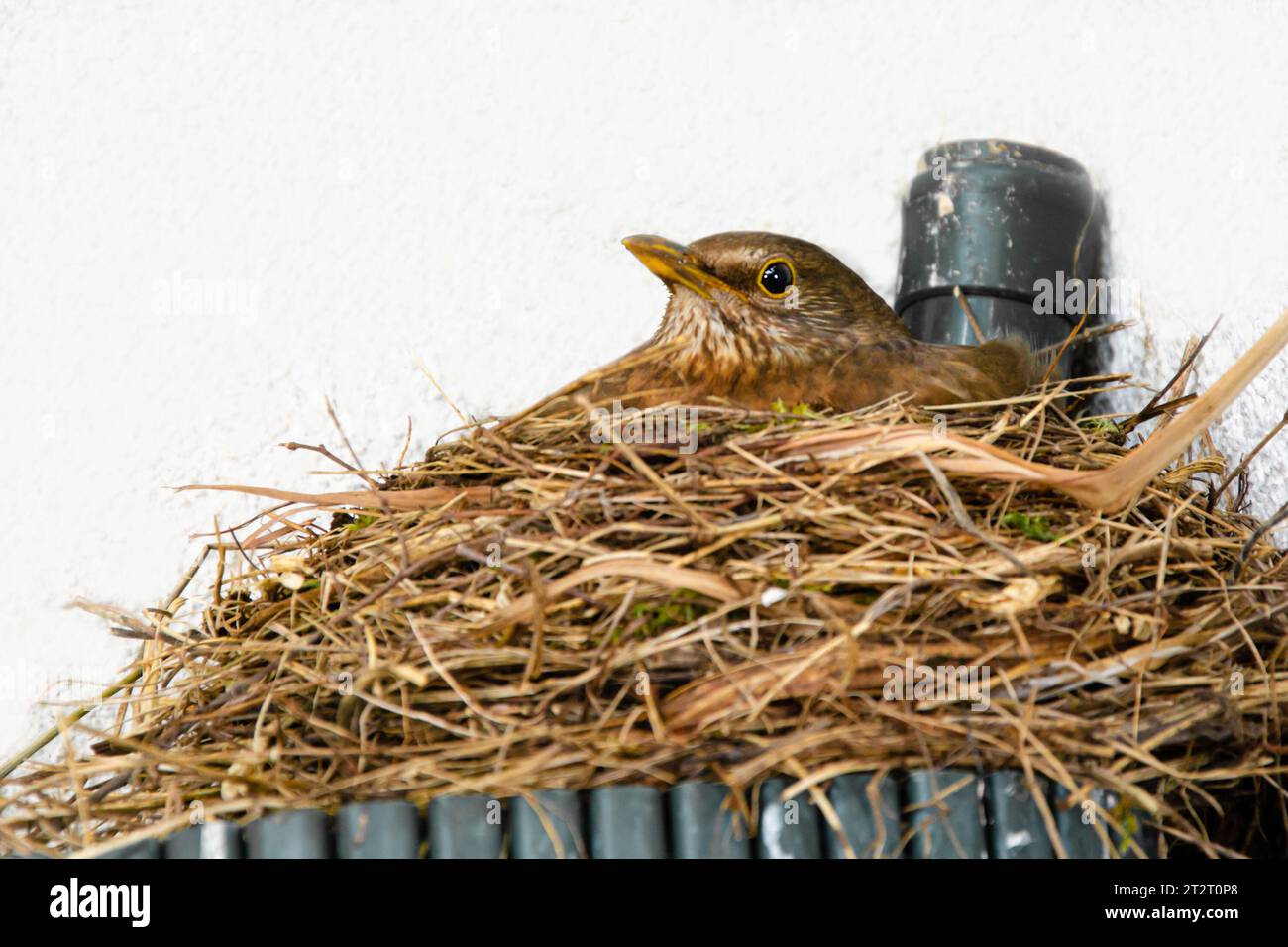 Female Thrush incubating eggs in a nest. A bird sits in a nest. It is ...