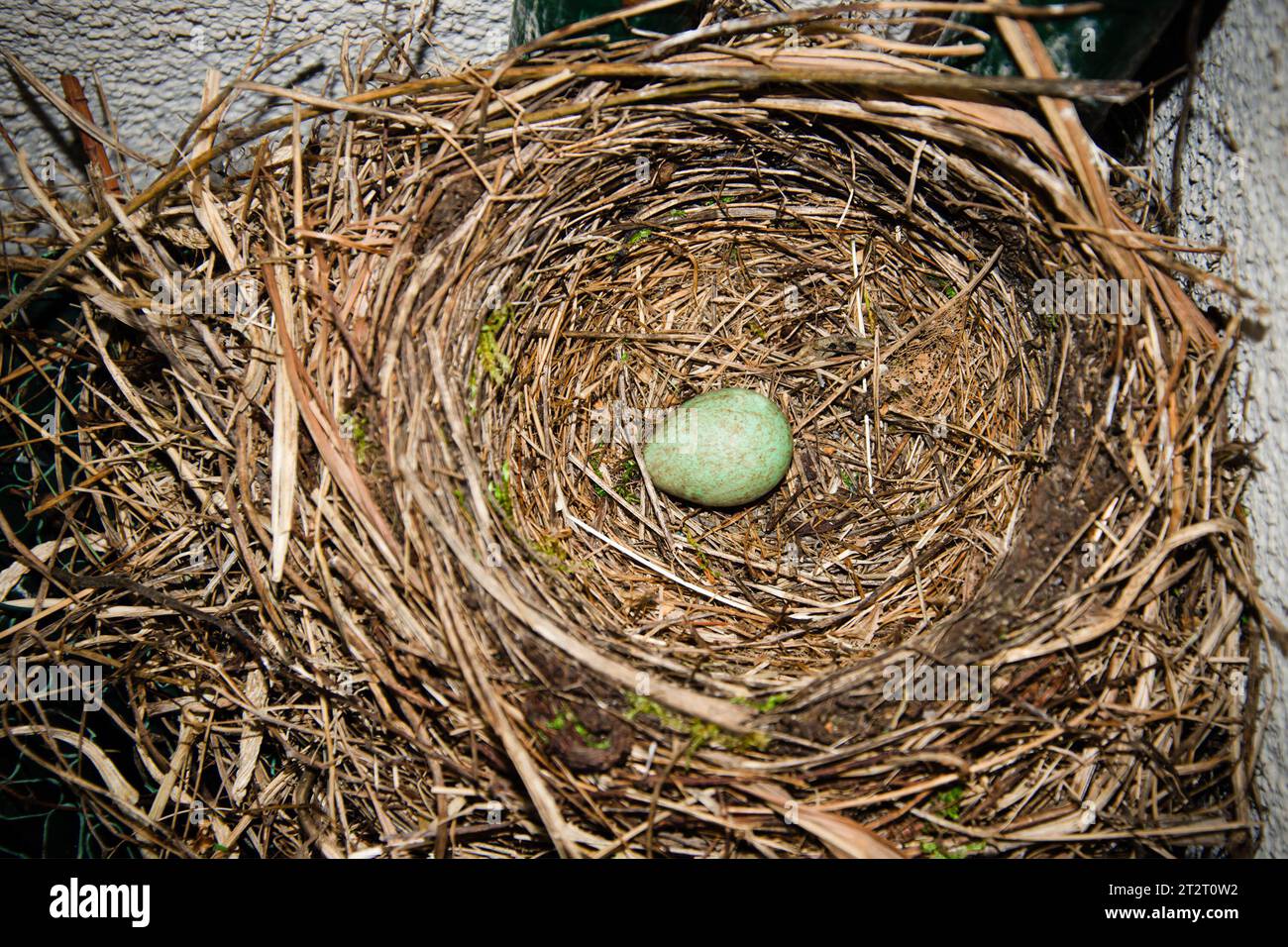 Thrush nest hi-res stock photography and images - Alamy