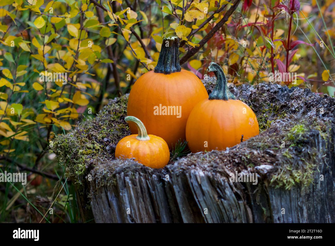 Different sized pumpkins on an old wooden stump with fall leaves in ...