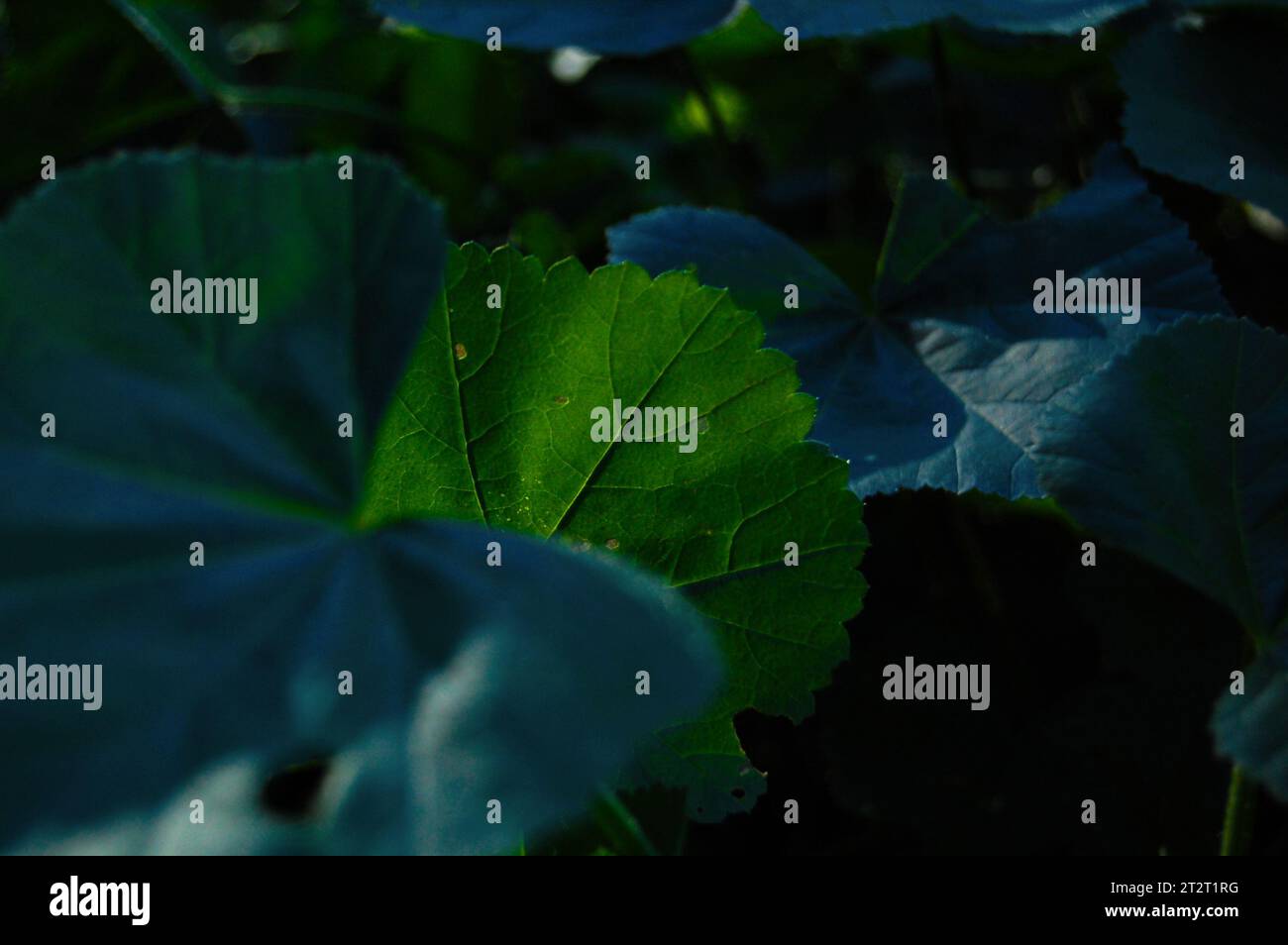 Natural intricacies hi-res stock photography and images - Alamy