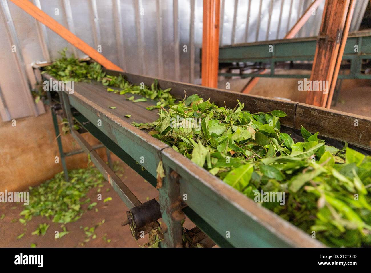African tea factory hi-res stock photography and images - Alamy