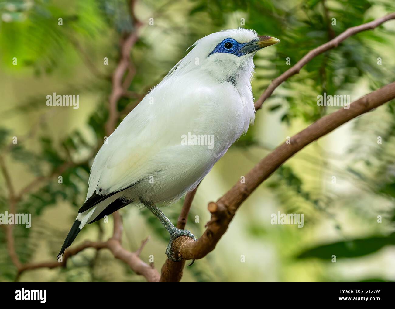 Close-up view of a Bali myna (Leucopsar rothschildi Stock Photo - Alamy
