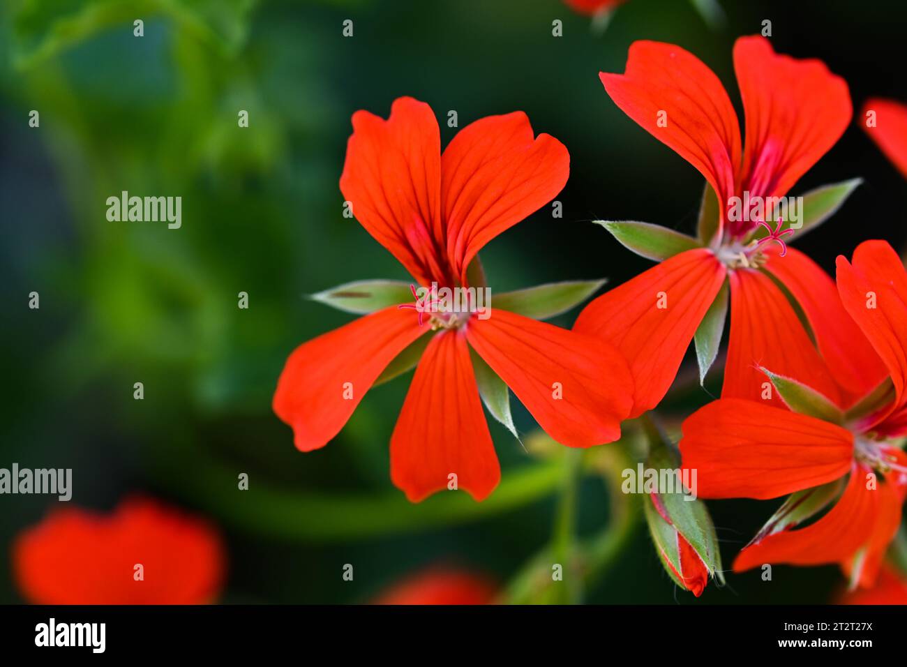 Scarlet geranium hi-res stock photography and images - Alamy