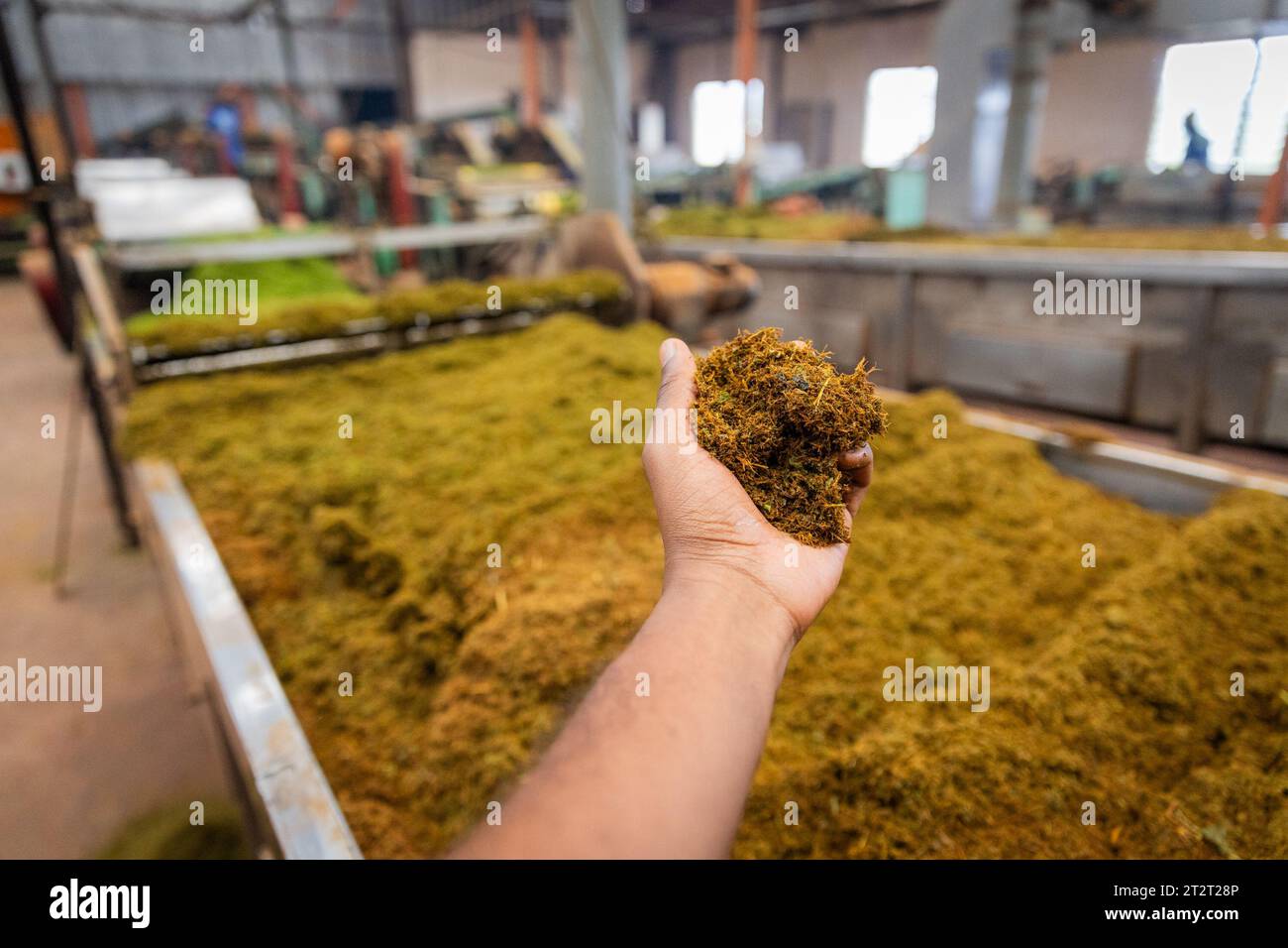 Close-up of tea leaves shredded and ready to brew inside a tea factory ...