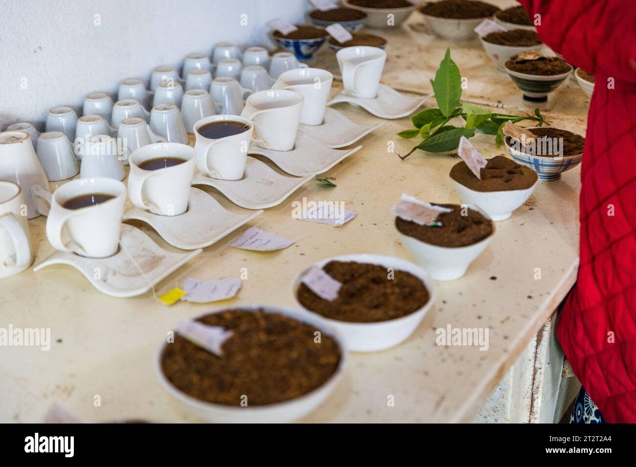 Some cups containing tea of different types to be tested, tea ...
