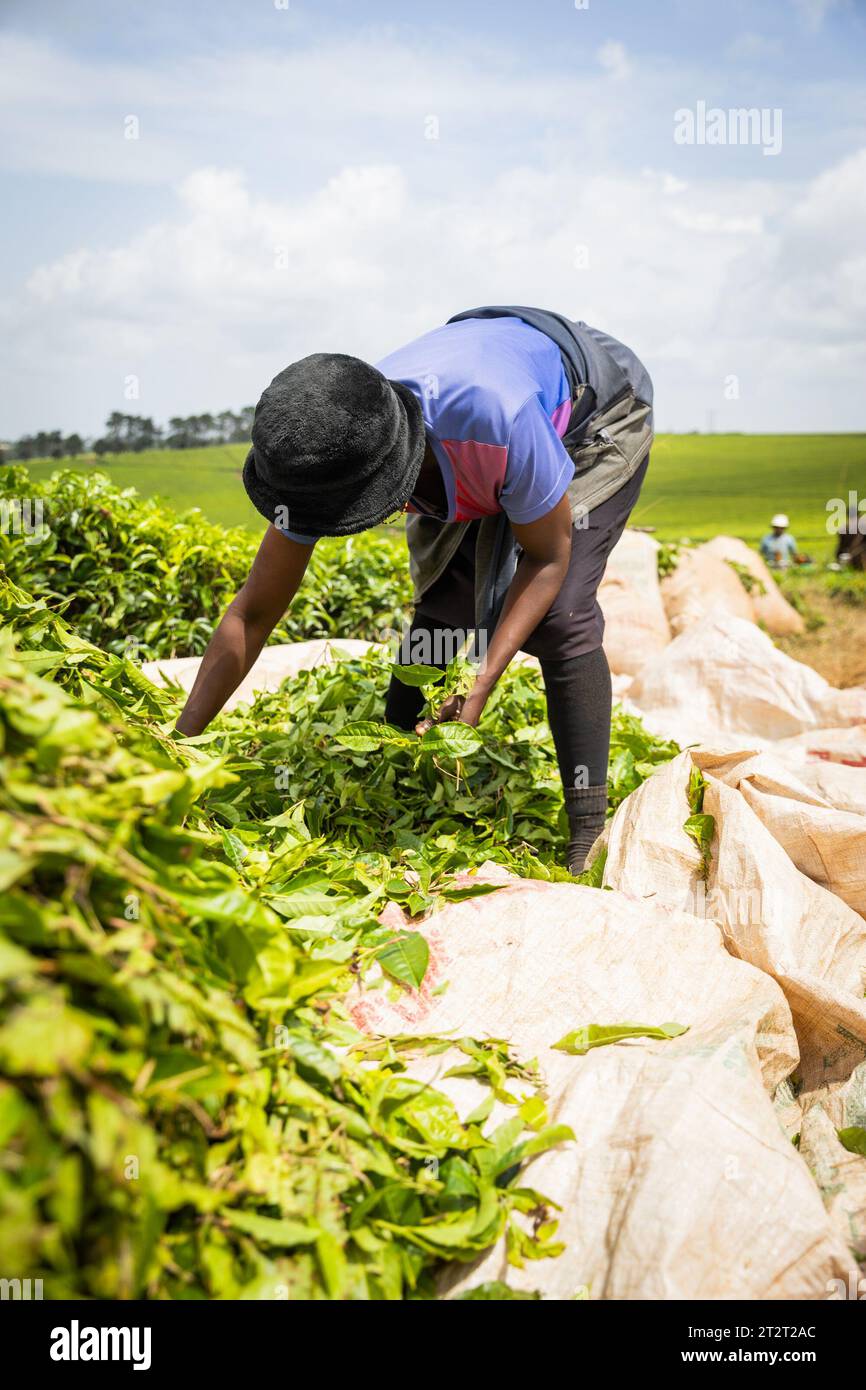 A farmer works on a tea plantation in Cameroon, tea production in ...