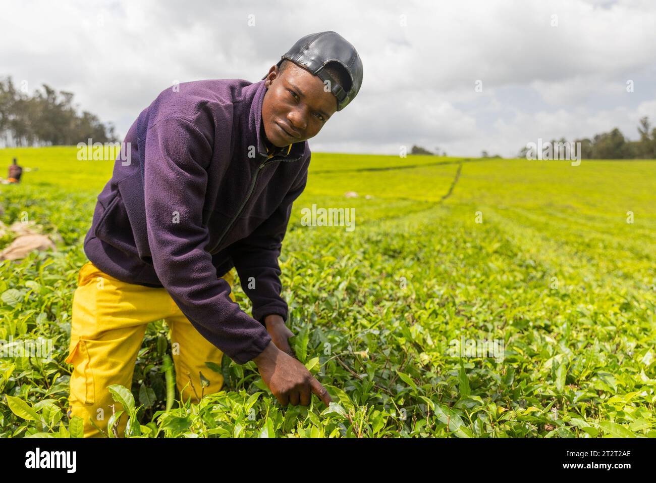 A young farmer works on the tea plantation in Africa during the leaf ...
