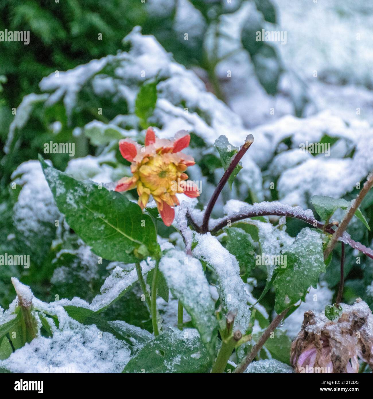 landscape with the first snow in the garden, snow on flowers and green ...