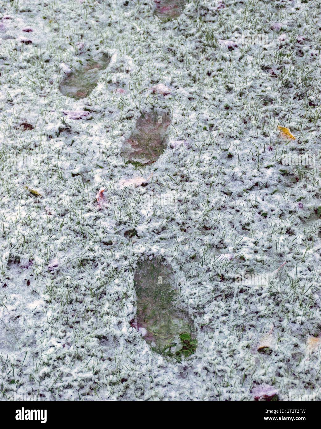 landscape with the first snow in the garden on the green grass ...