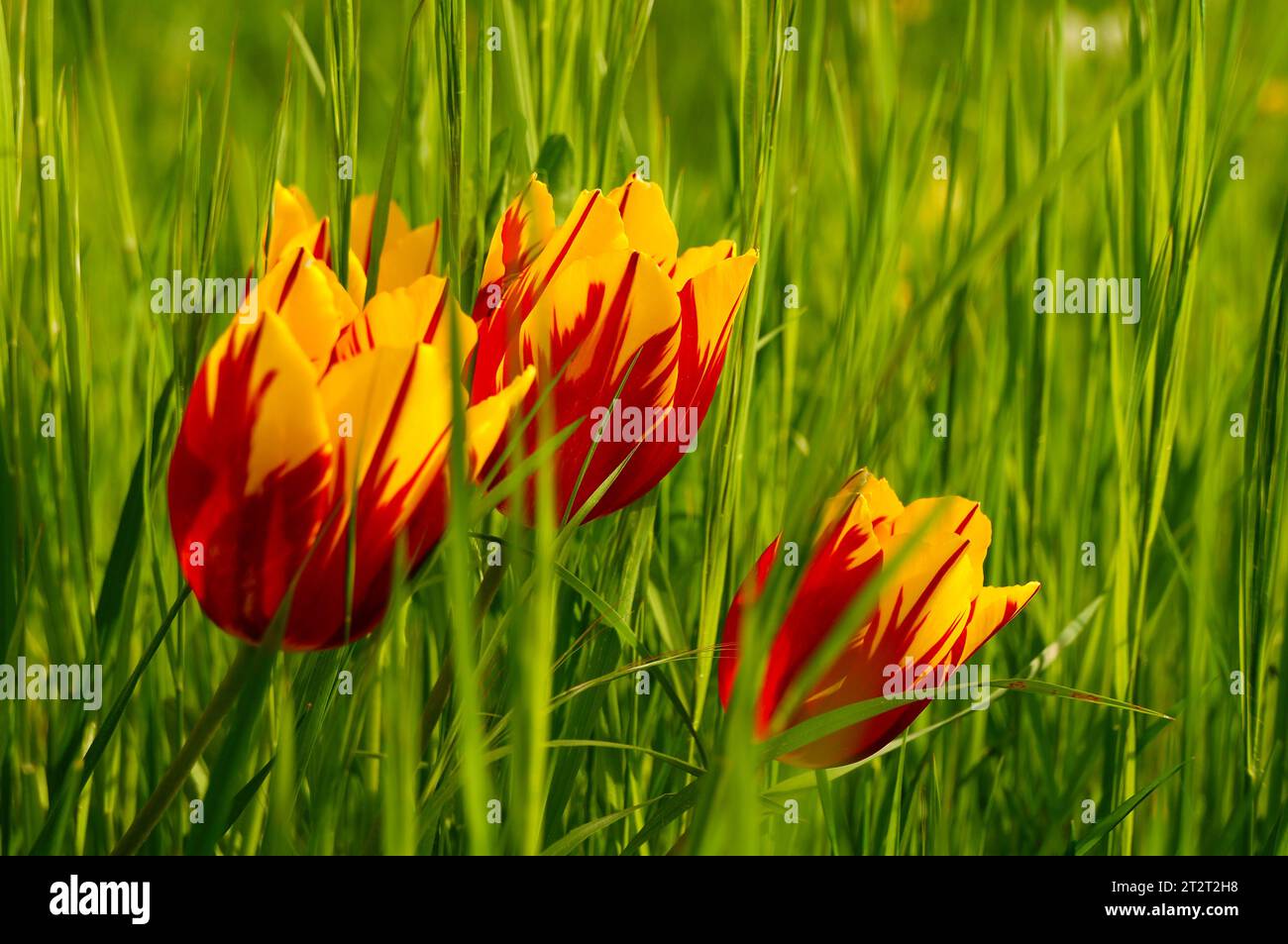 Flamed tulips in the tall grass give a colorful contrast to the lush ...