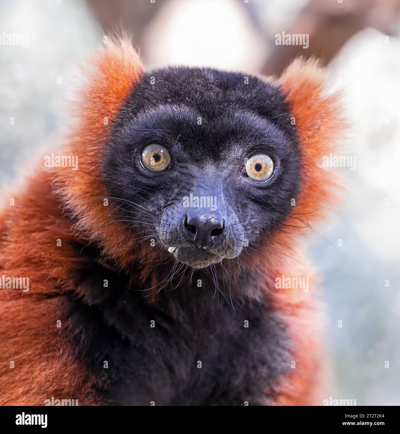 Lemur rojo hi-res stock photography and images - Alamy