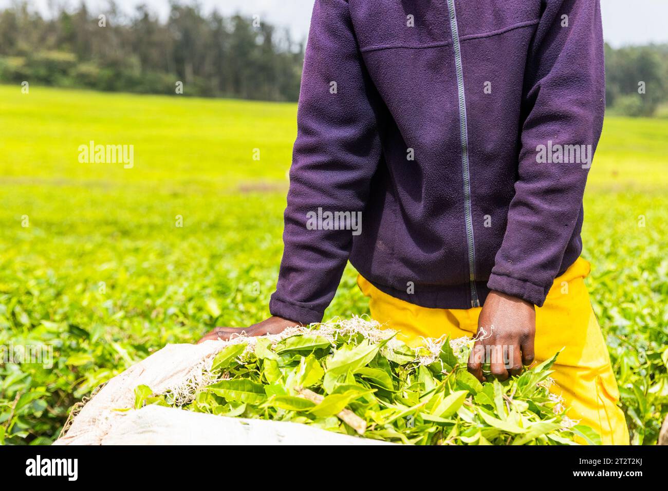 Close-up of a farmer's hands picking tea leaves in a field. Tea ...