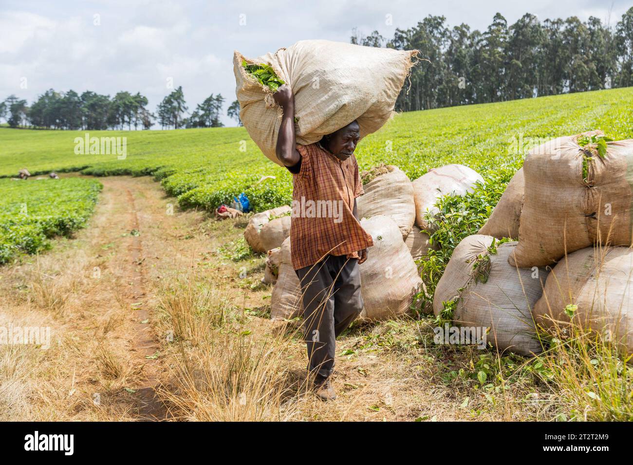 A farmer carries a sack of freshly picked tea leaves in a plantation in ...