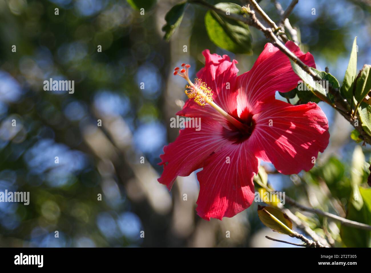 Red Hibiscus in my garden Stock Photo - Alamy