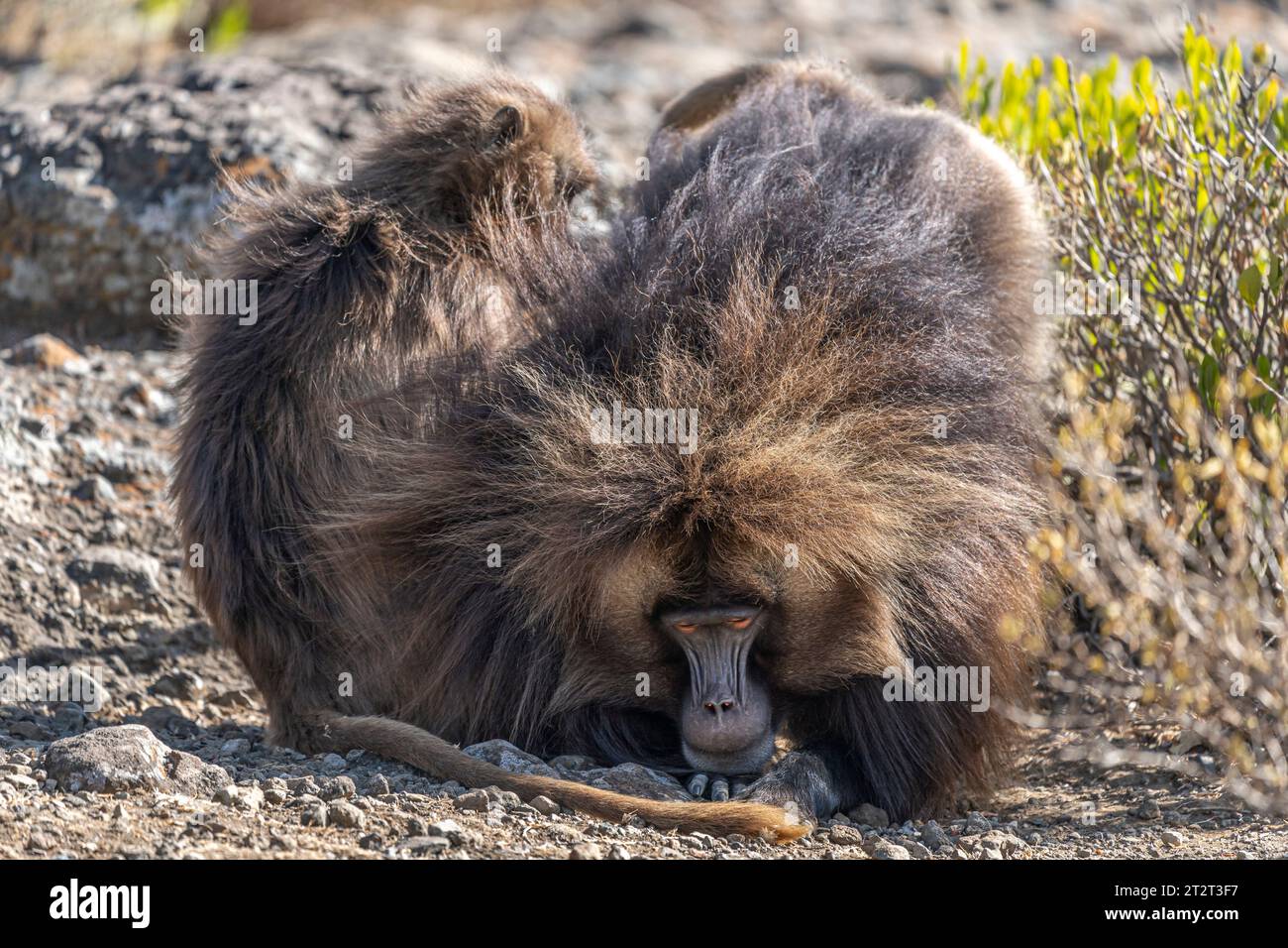 Gelada Baboon - Theropithecus Gelada, Simien Mountains in Ethiopia ...